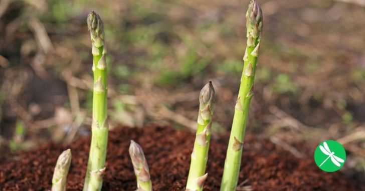 Plant Once, Pick Forever! 12 Perennial Vegetables You NEED To Plant ...