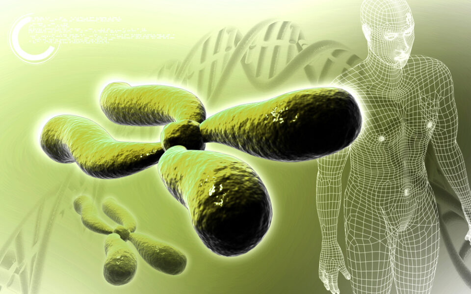 The Y Chromosome Is Slowly Disappearing But A New Sex Gene Could Bring