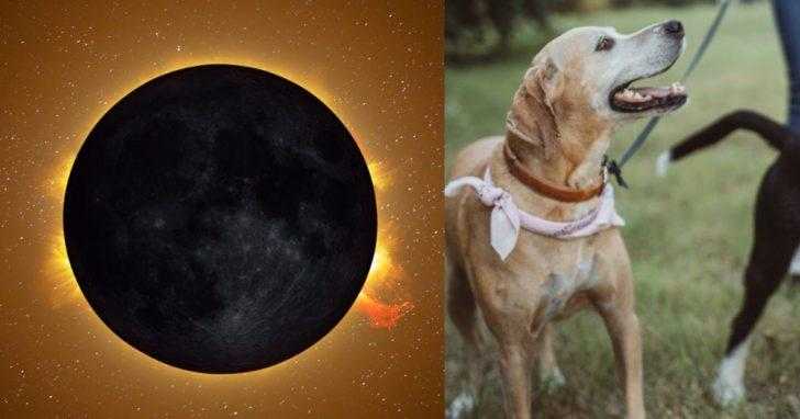Warning to anyone with a pet ahead of solar eclipse this month