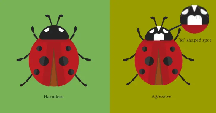 How to Tell the Difference Between Good and Bad Ladybugs