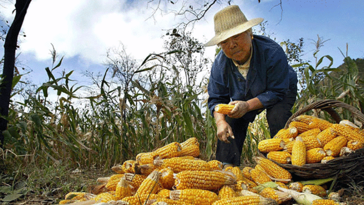 Mexican Ban of GMO White Corn Wins Public Support