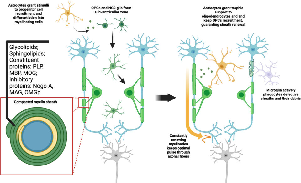 Breakthrough Drug Reverses Nerve Damage—Restores Vision & Brain Function