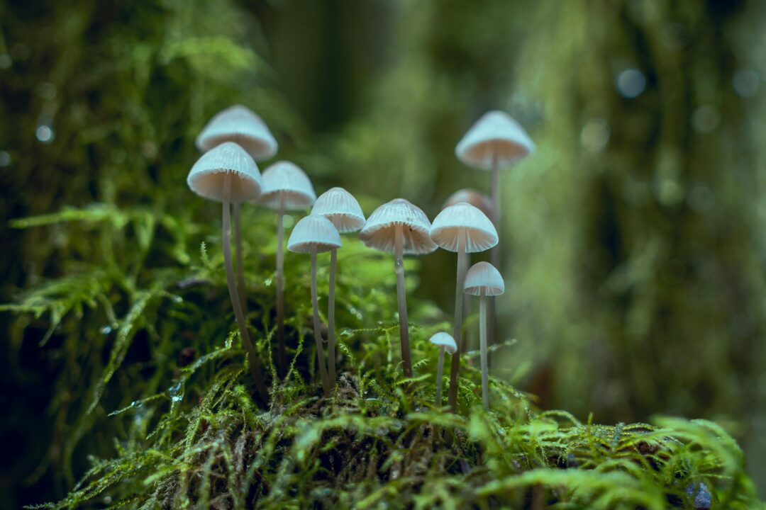 Deadly Fungus That 'Eats You From the Inside Out' Invades Us: 'Hundreds ...